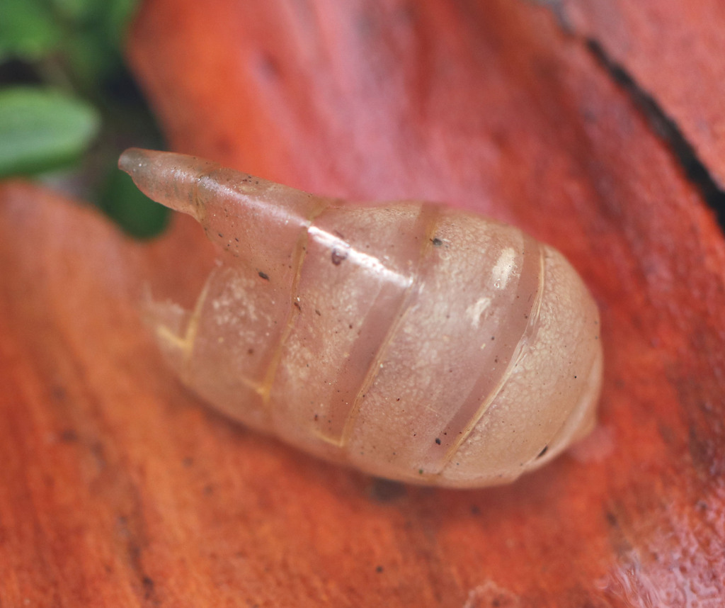 Insects in December 2024 by Julie Newton · iNaturalist