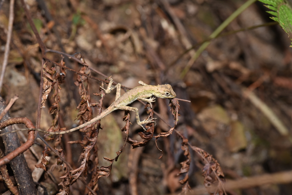 Okinawa Tree Lizard in December 2024 by Yung-Lun Lin · iNaturalist