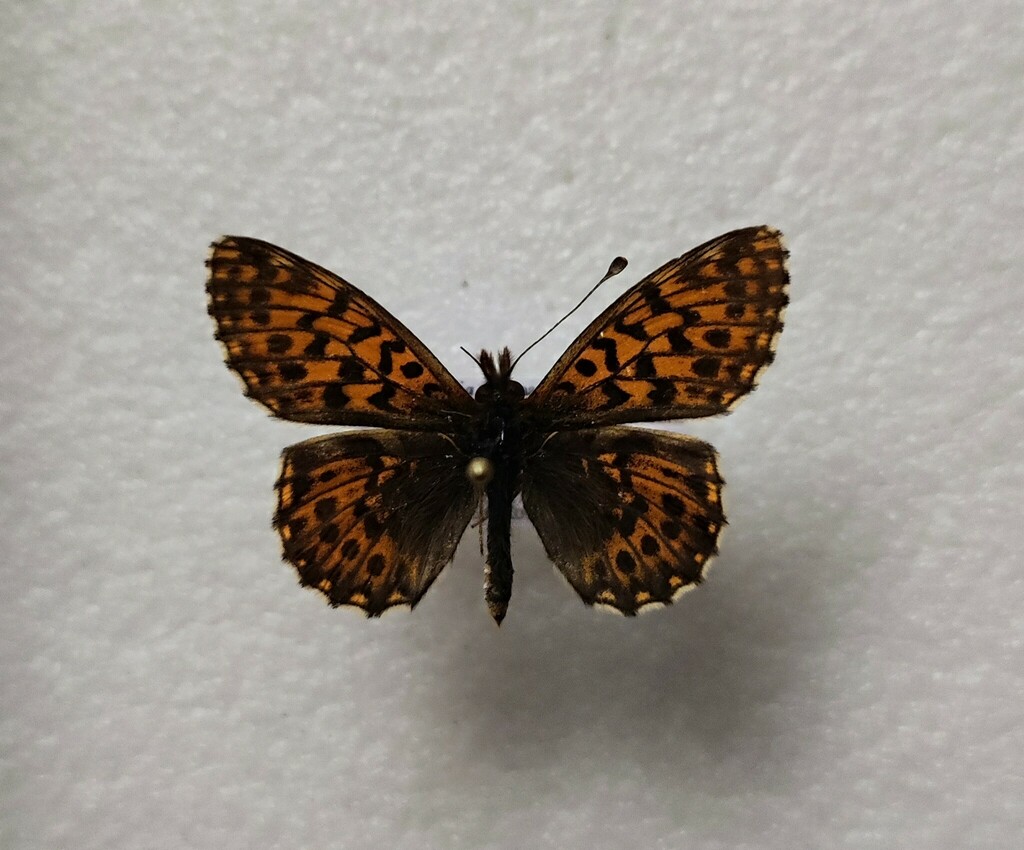 Weaver's Fritillary from Шуйский р-н, Ивановская обл., Россия on May 27 ...