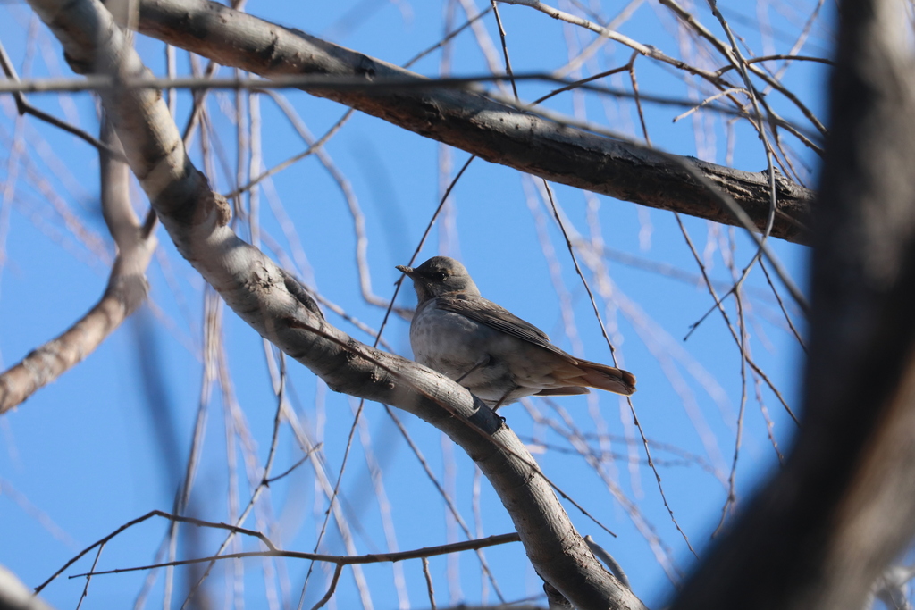 Red-throated Thrush from 中国北京市海淀区 on January 8, 2025 at 12:00 PM by 莲子 ...