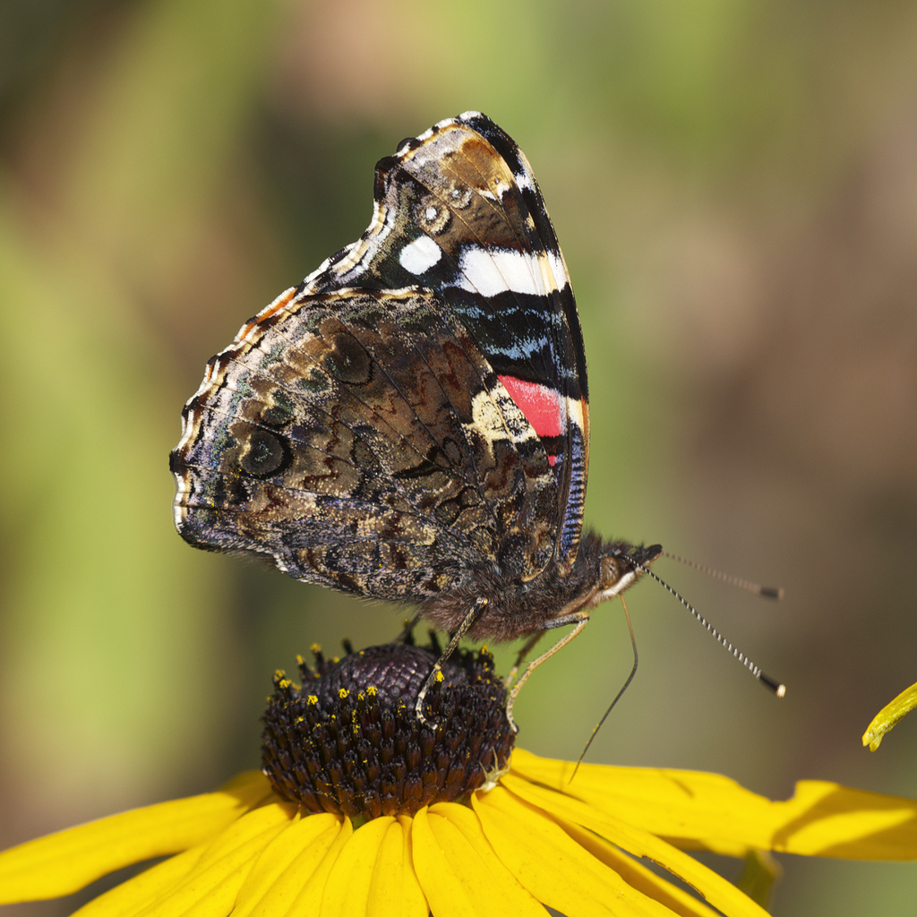 Red Admiral (Butterflies of Oakland County, MI) · iNaturalist