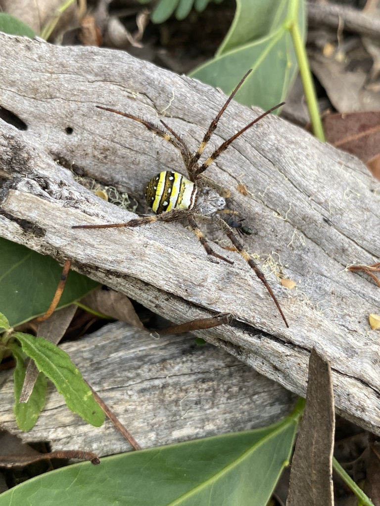 Saint Andrew's Cross Spider from Palmtree QLD 4352, Australia on ...