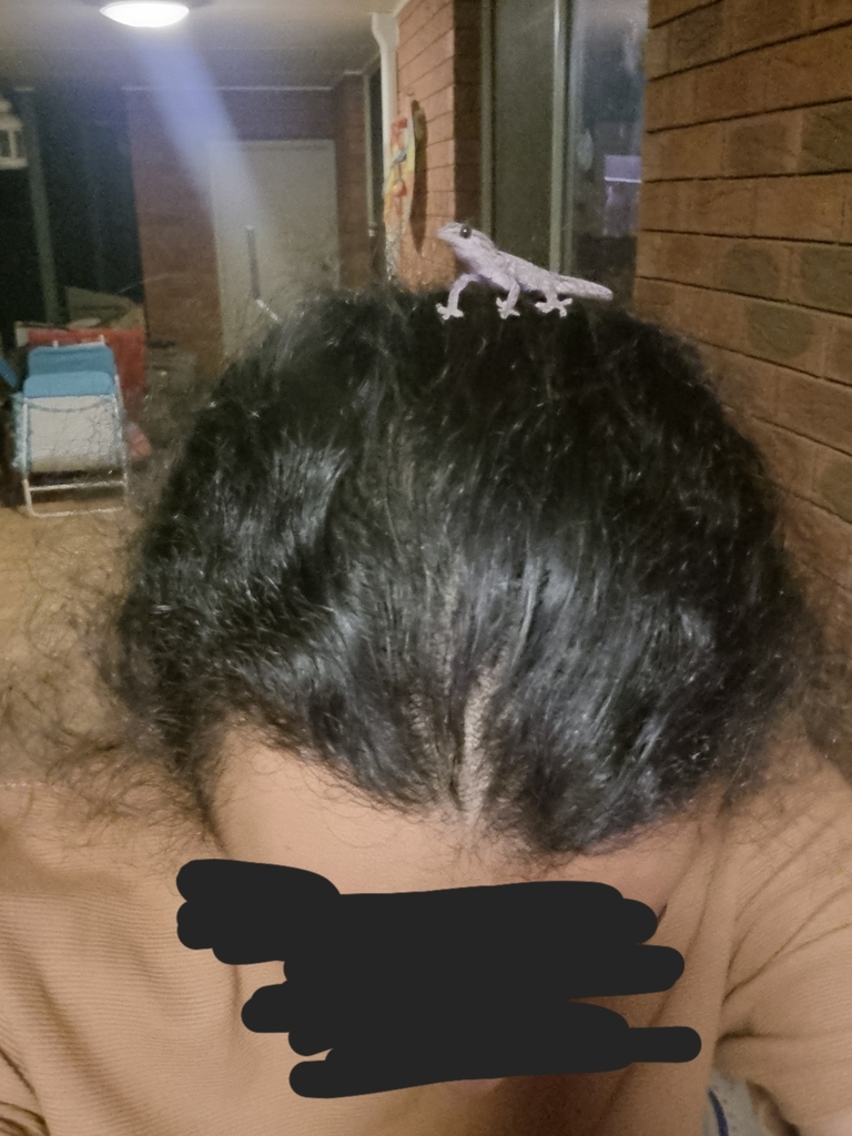 Eastern tree dtella from Wentworth NSW 2648, Australia on January 08 ...