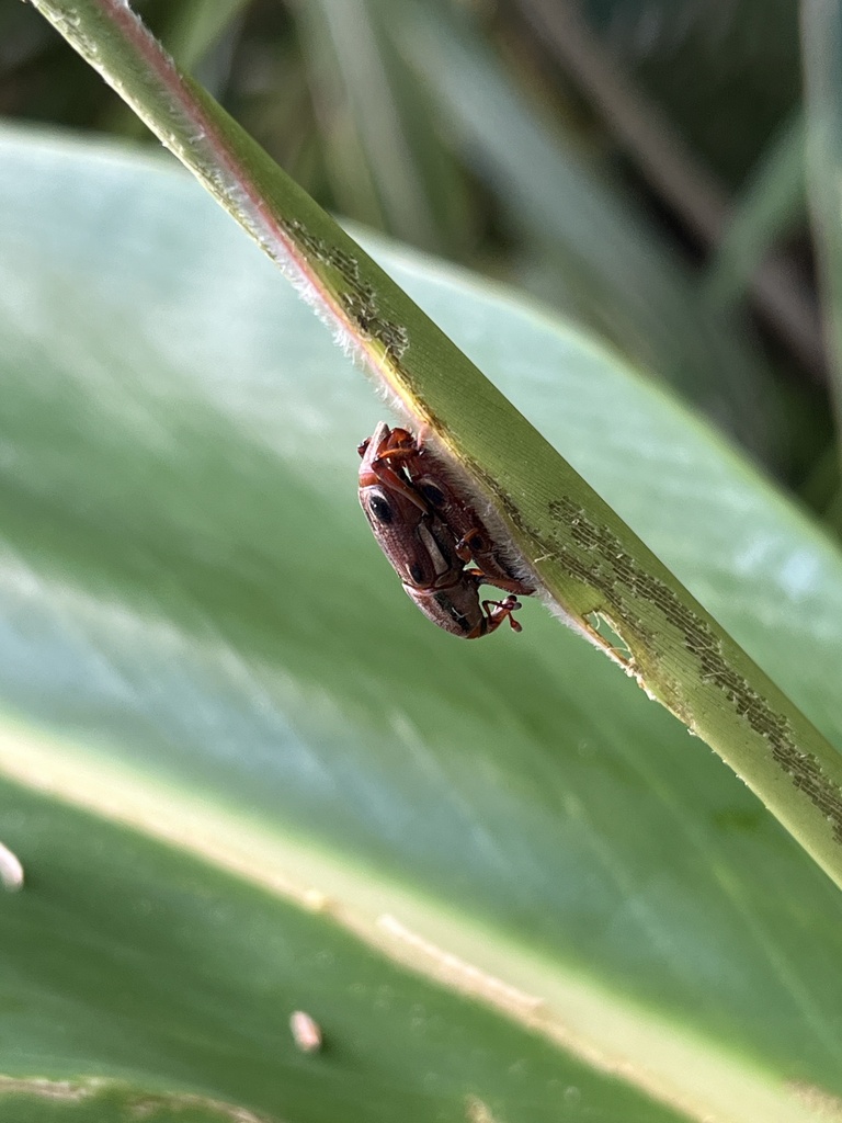 Sphenocorynes ocellatus in January 2025 by Nakatada Wachi · iNaturalist
