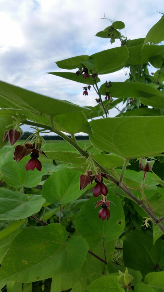 Devil’s Cotton from Mohnyin, Мьянма (Бирма) on July 27, 2019 at 05:42 ...