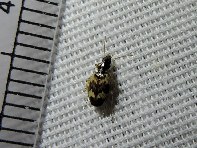 Tetragonoderus fasciatus from deCordova, Texas on August 19, 2016 by ...
