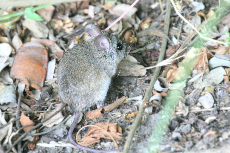 Natal Multimammate Mouse from DIvundu, Namibia on November 27, 2017 by ...