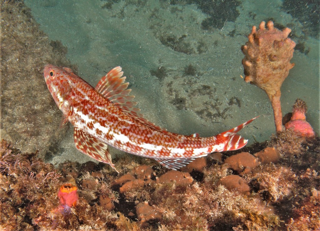 Sergeant Baker from Manly NSW 2095, Australia on July 27, 2019 at 03:02 ...