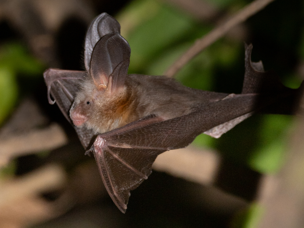 Egyptian Slit-faced Bat from Dhofar Governorate, Oman on October 18 ...
