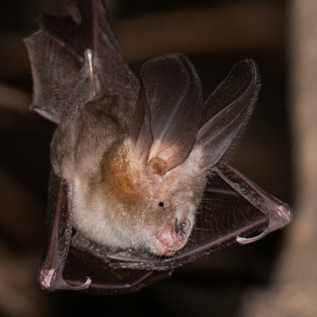 Egyptian Slit-faced Bat from Dhofar Governorate, Oman on October 21 ...
