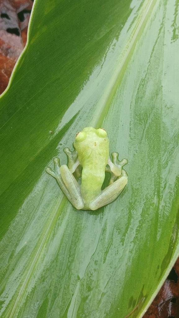 Northern Glassfrog from Centro, 91240 Xico, Ver., México on January 8 ...