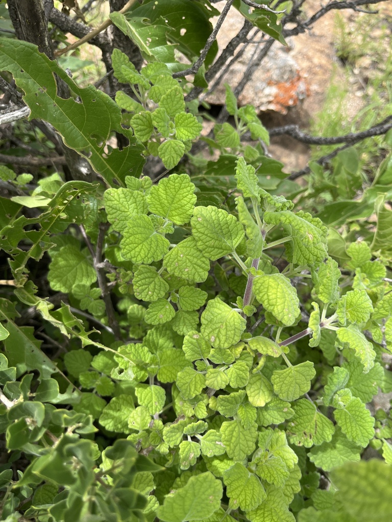 Vicks Plant from Capricorn, ZA-NP, ZA on January 8, 2025 at 01:25 PM by ...