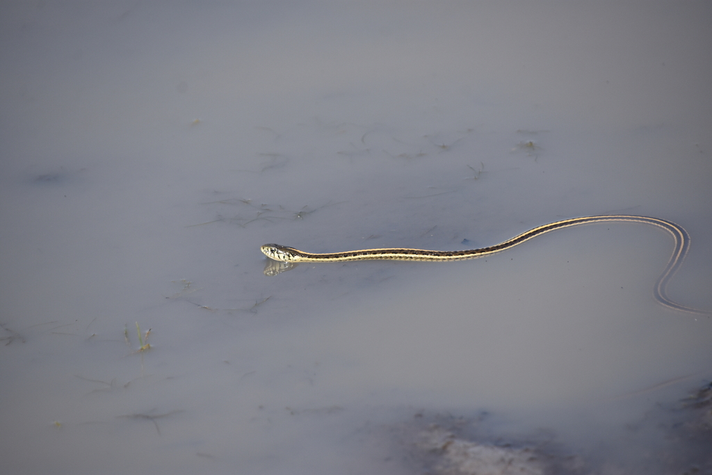 Plains Garter Snake from Carter County, MT, USA on August 17, 2024 at ...