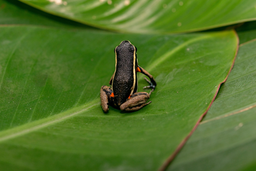 Spot-legged Poison Frog from Rio Madre de Dios, Madre de Dios, PE on ...
