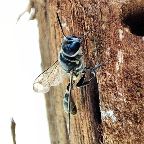 Trypoxylon fugax · iNaturalist