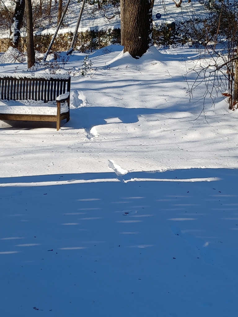 Mammals from McLean, VA 22101, USA on January 7, 2025 at 09:15 AM by ...