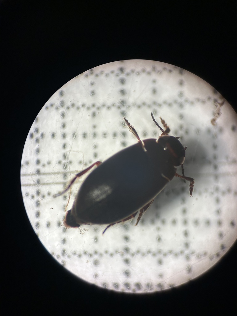 Hydroporus from Red Feather Lakes, CO, US on January 8, 2025 at 10:16 ...