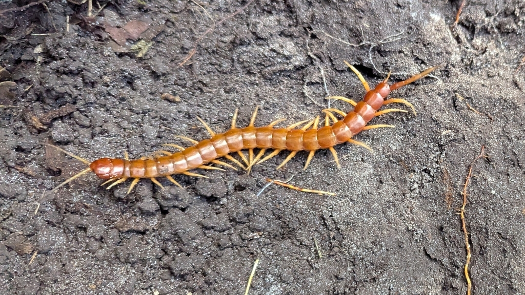 Caribbean Giant Centipede from Pinecrest, FL 33156, USA on January 4 ...
