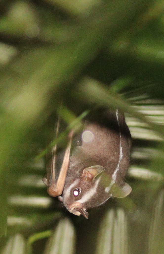 great stripe-faced bat from Saul 97314, French Guiana on December 20 ...
