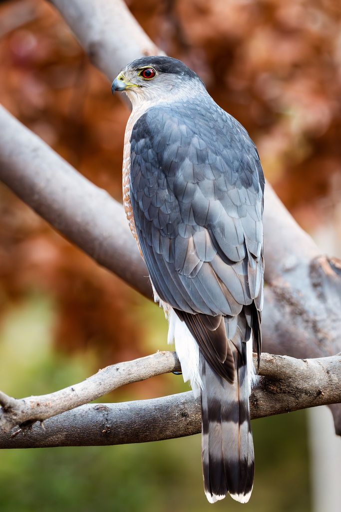 Cooper's Hawk from Castle Hills, Hebron, TX, USA on January 08, 2025 at ...