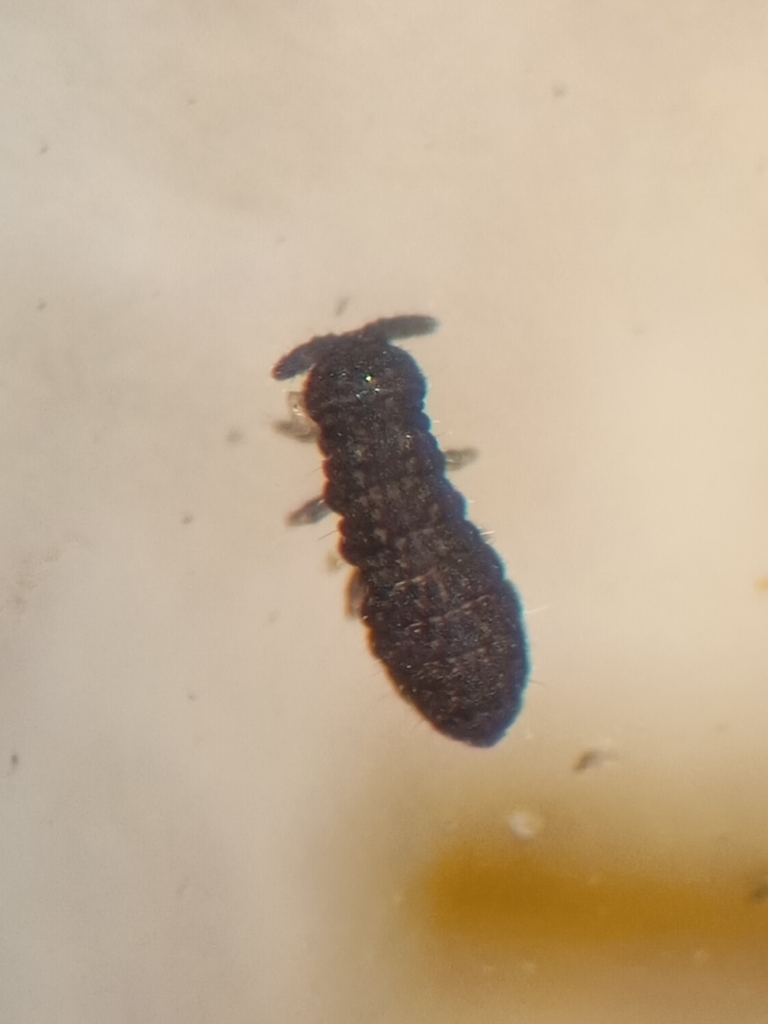 Plump Springtails from Herdern, 79 Freiburg im Breisgau-Nord, Germany ...