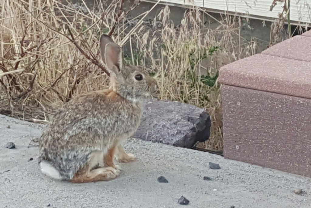 Nuttall's Cottontail from Headquarters, Malheur NWR, Harney County, OR ...