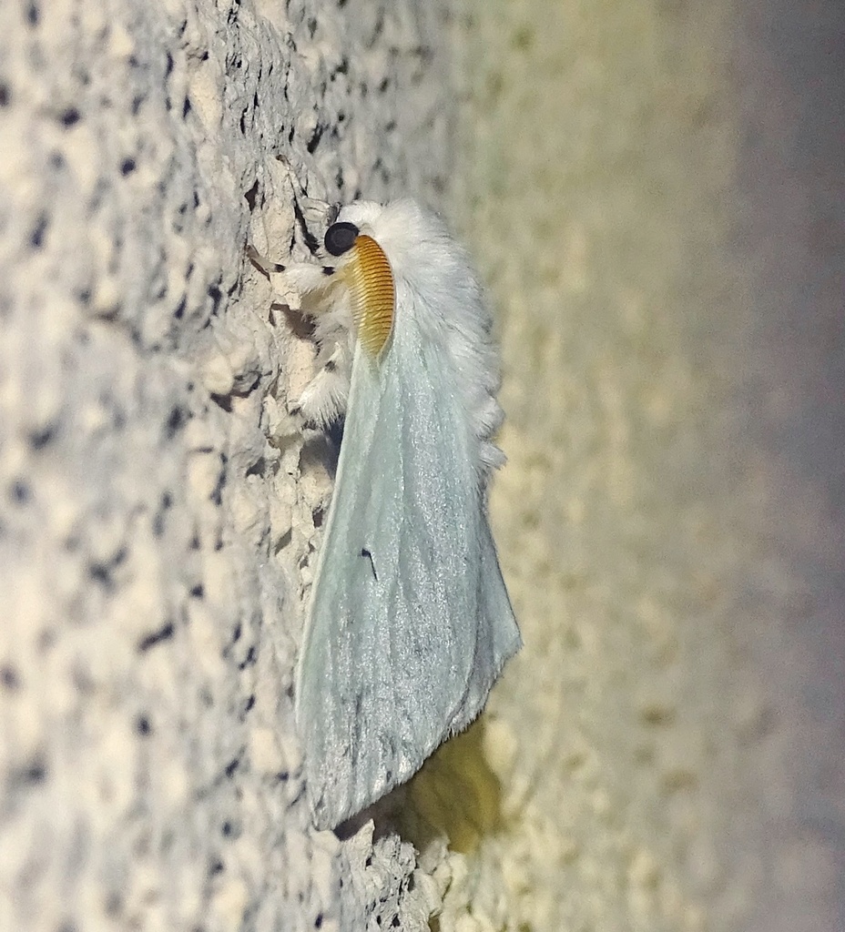 Black V Moth from Allerheiligen bei Wildon, Österreich on June 9, 2020 ...