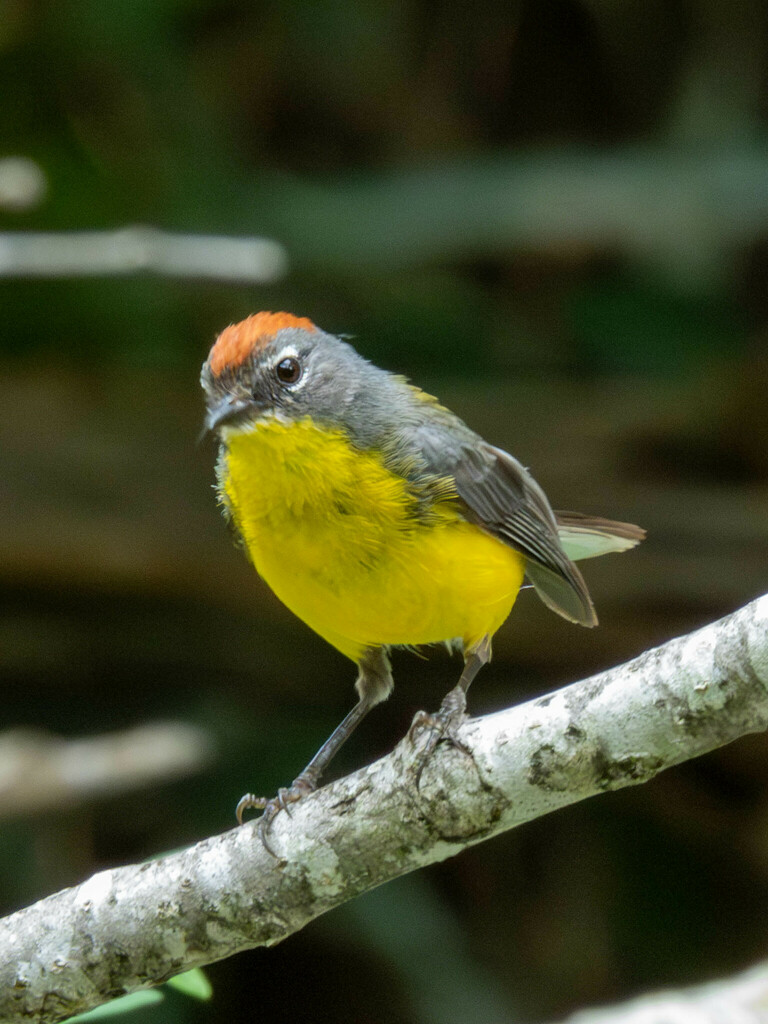 Brown-capped Redstart from Calamuchita, Córdoba, Argentina on December 31, 2024 at 05:54 PM by ...