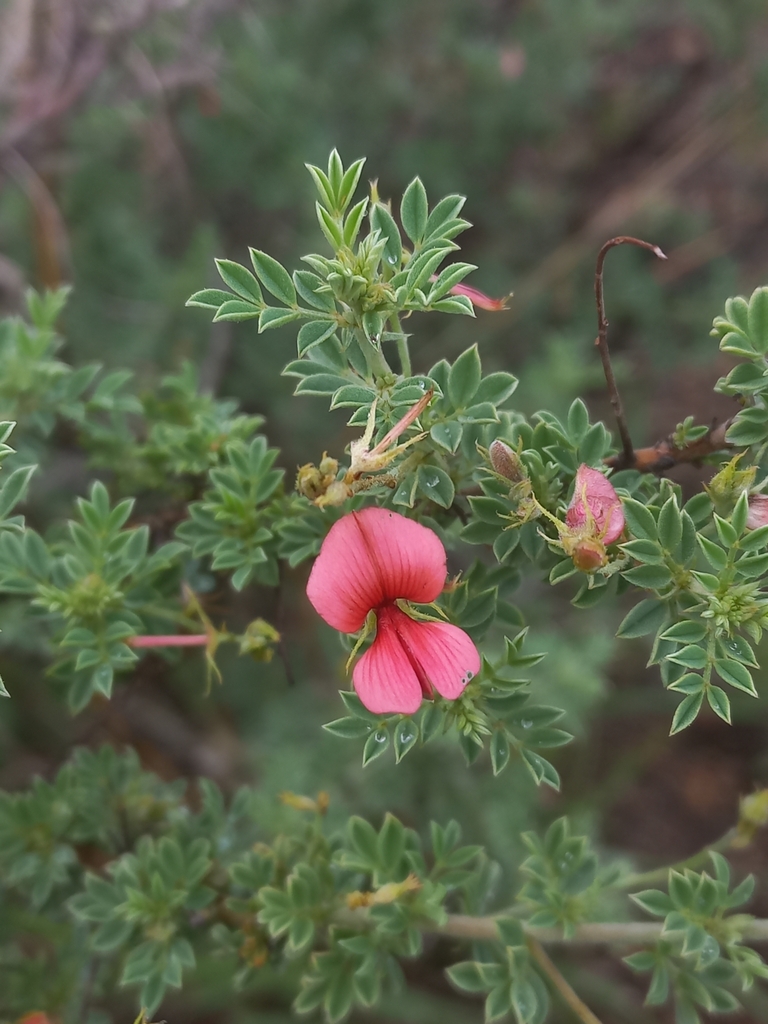 Indigofera enormis from Taaiboschlaagte, South Africa on January 08 ...