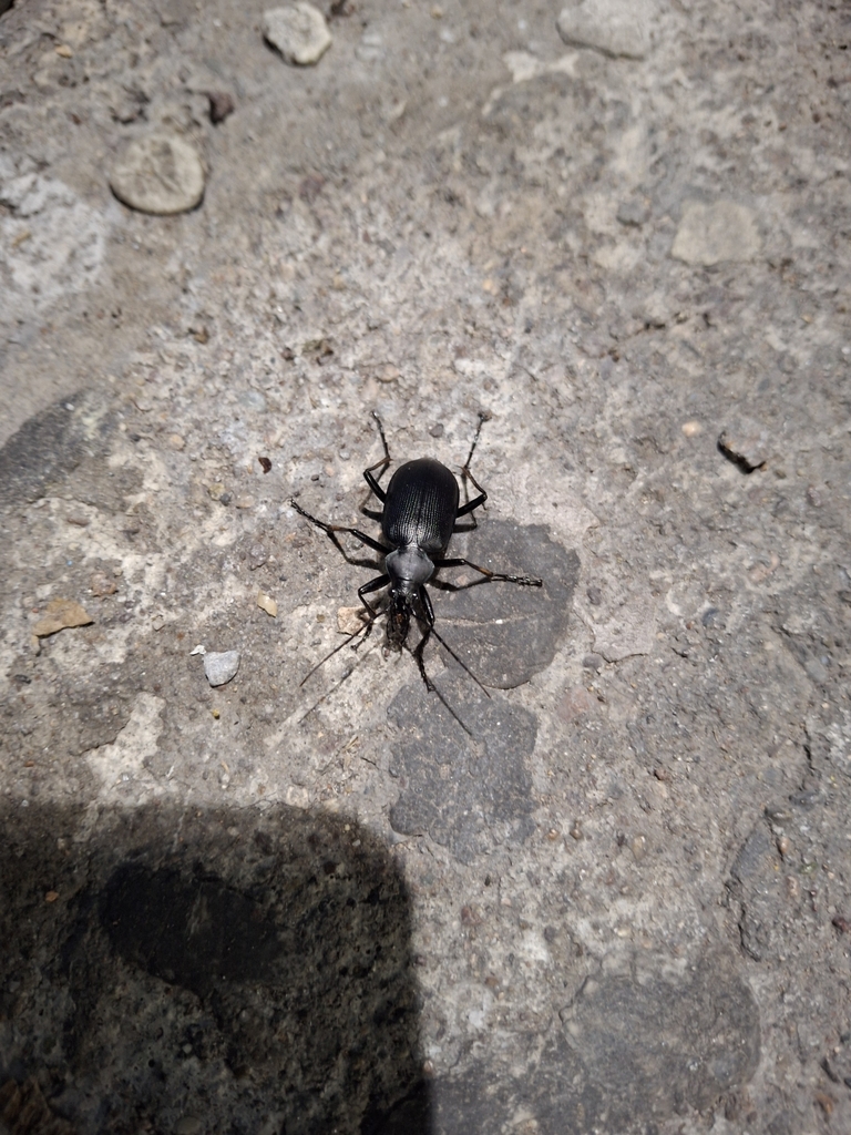 Calosoma angulatum from interior de Mercado Hidalgo, Col. Centro, 36500 ...