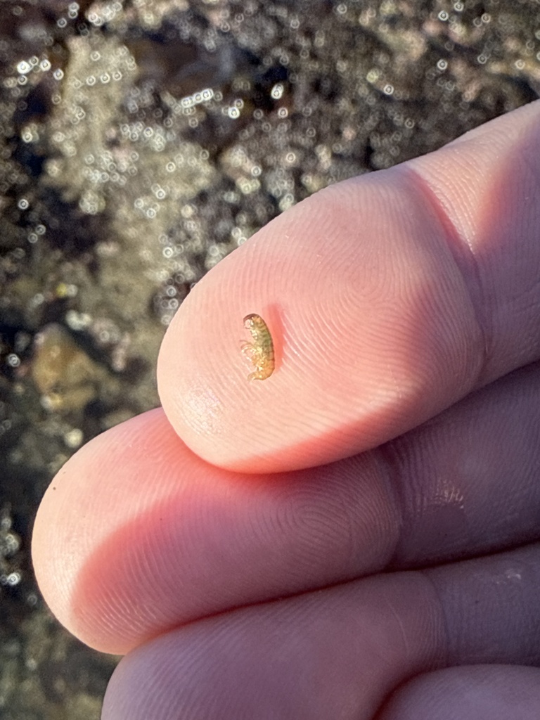 Hyalidae from North Pacific Ocean, CA, US on January 8, 2025 at 11:27 ...