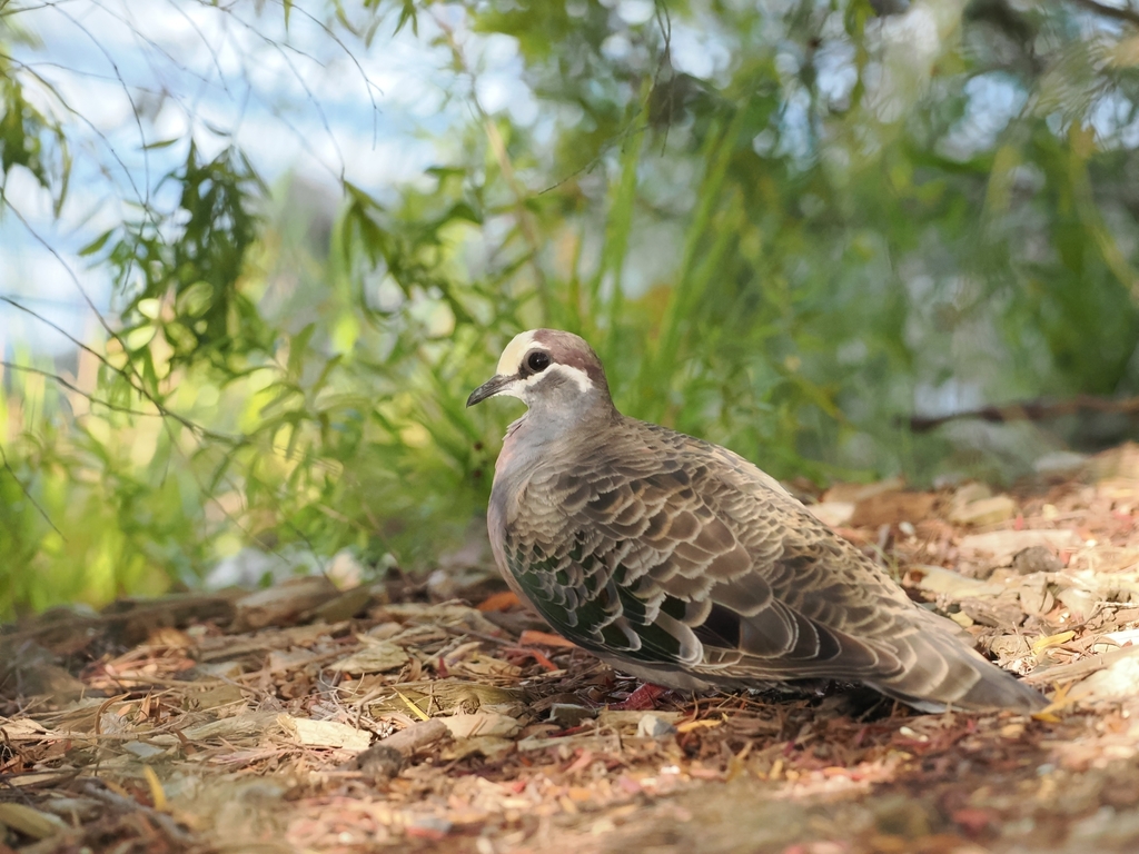 Common Bronzewing from Cranbourne VIC 3977, Australia on January 8 ...