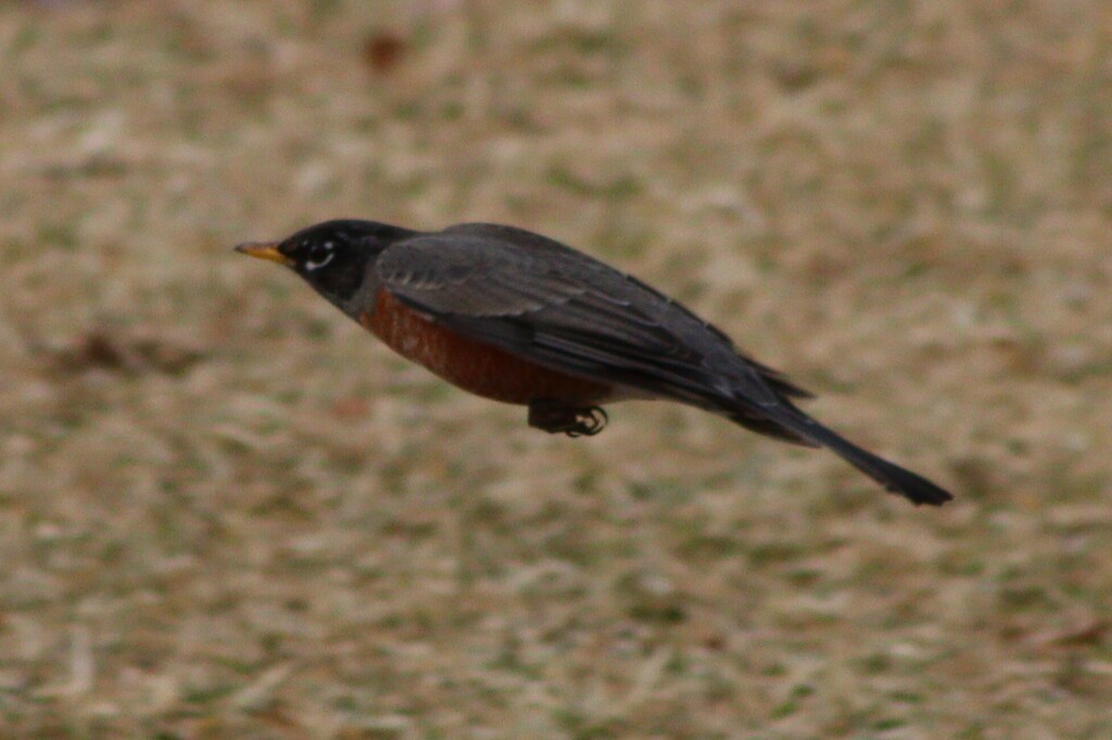 Western Robin from Murray, UT, USA on January 2, 2025 at 10:43 AM by ...