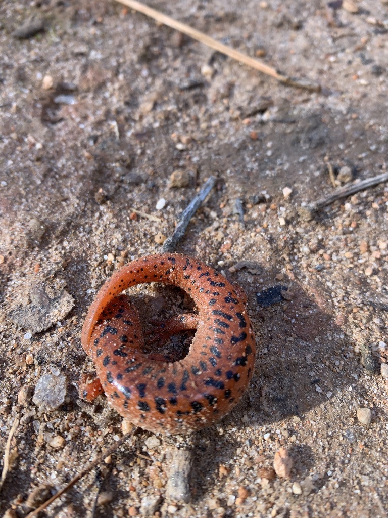 Red Salamander from Little Mountain Rd, Sherrills Ford, NC, US on ...