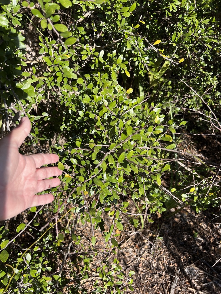 Tough Bully from Fort Pierce, FL, US on January 8, 2025 at 10:36 AM by ...