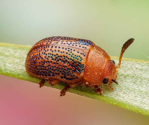 Calomela selmani · iNaturalist