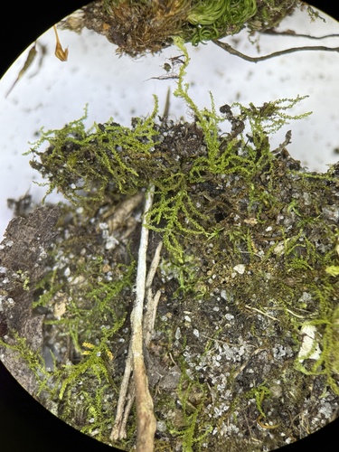 Musgo (Cyrto-hypnum involvens)