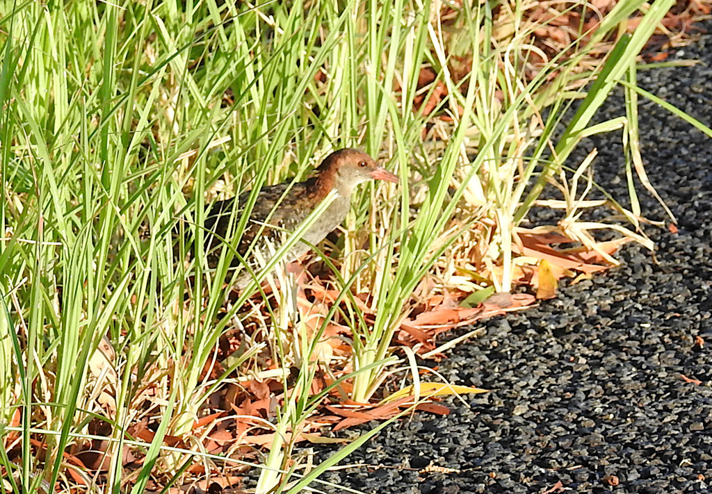 Lewin's Rail from Armstrong Creek QLD 4520, Australia on January 9 ...