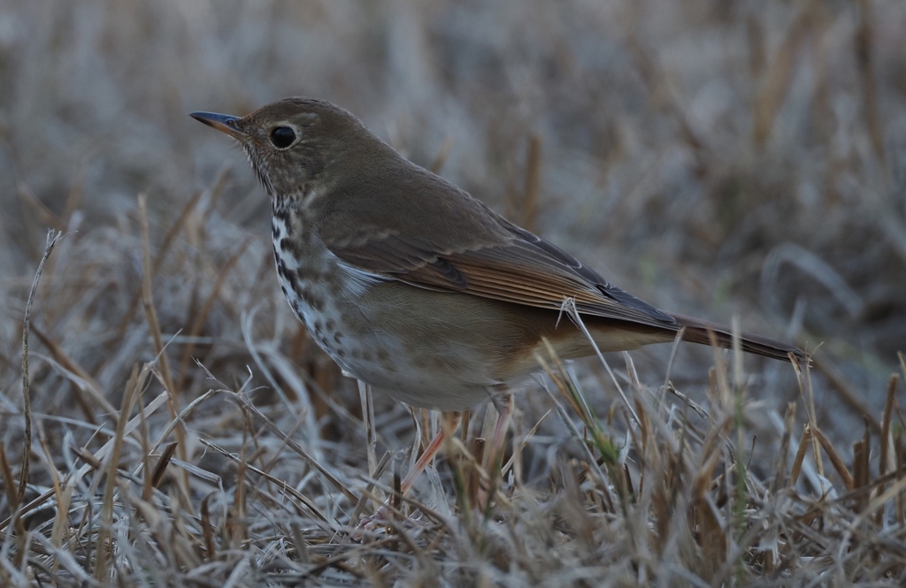 Hermit Thrush from Crawfordville, FL 32327, USA on January 8, 2025 at ...