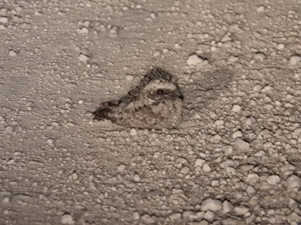 Common Poorwill from Val Verde County, TX, USA on December 9, 2024 at ...