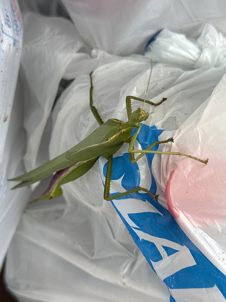 Red-winged Stick Insect from Peter Pl, Bligh Park, NSW, AU on January 9 ...