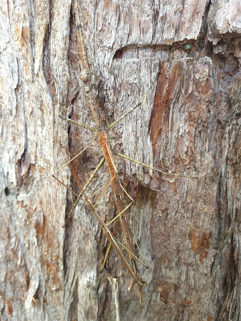 tessellated stick insect from Talegalla Weir QLD 4650, Australia on ...