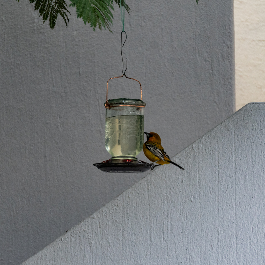 Streak-backed Oriole from Providencia 3a. Secc, 44630 Guadalajara, Jal ...