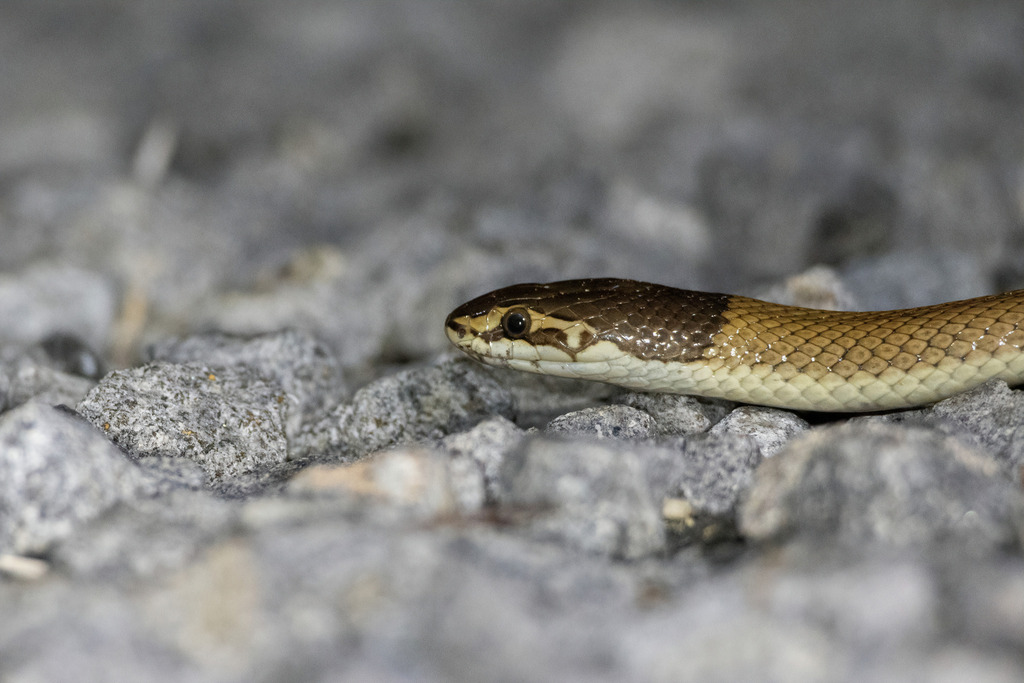 Curl Snake from Corfield QLD 4733, Australia on January 05, 2025 at 09: ...