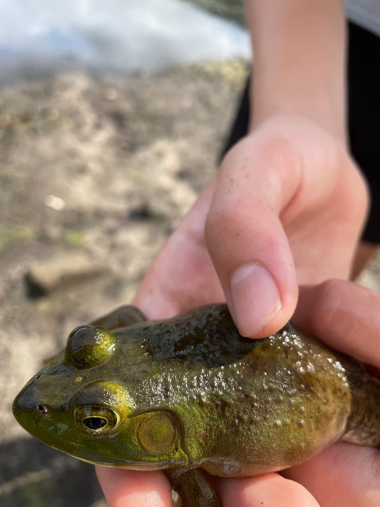 American Bullfrog from Barton, VT, USA on August 01, 2024 at 09:23 AM ...