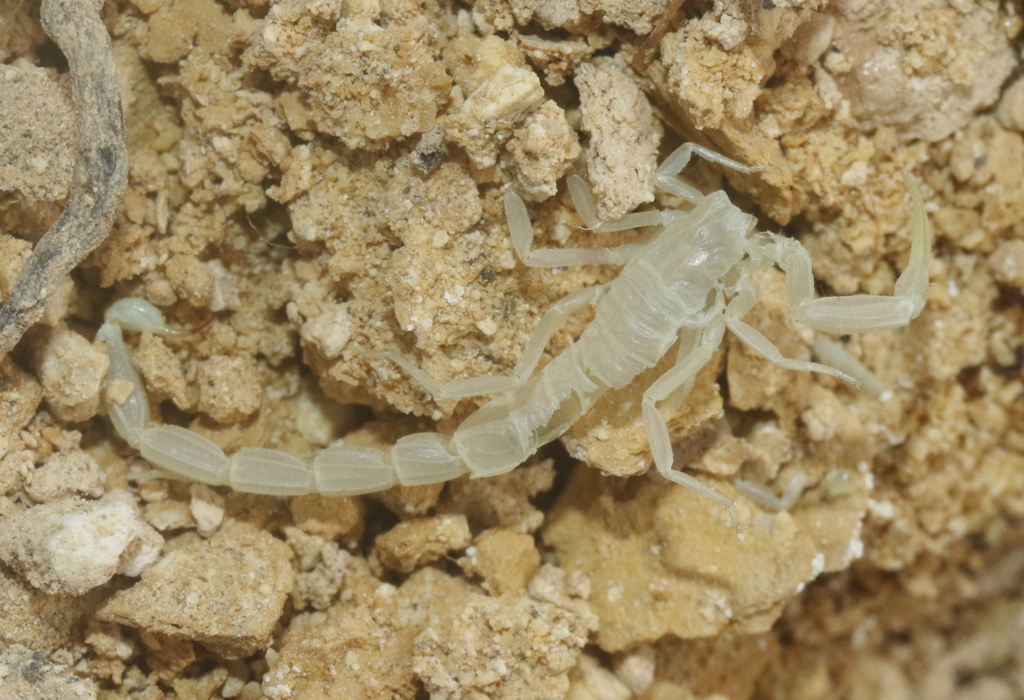 Arrowbreasted Scorpions from Dhofar Governorate, Oman on December 15 ...