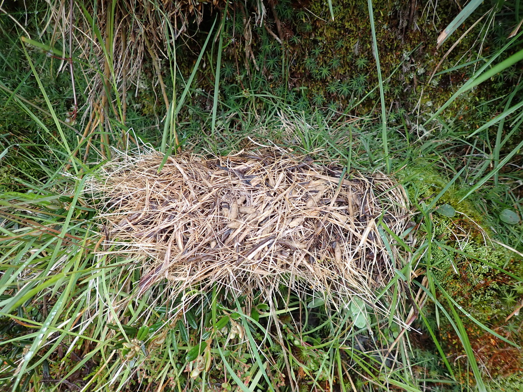 Broad-toothed Mouse from E. Gippsland Bal, Alpine, Australian Alps ...