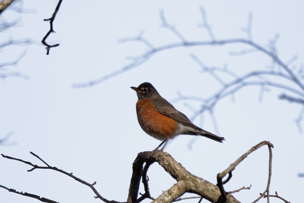 American Robin from Washington Parish, LA, USA on January 8, 2025 at 02 ...