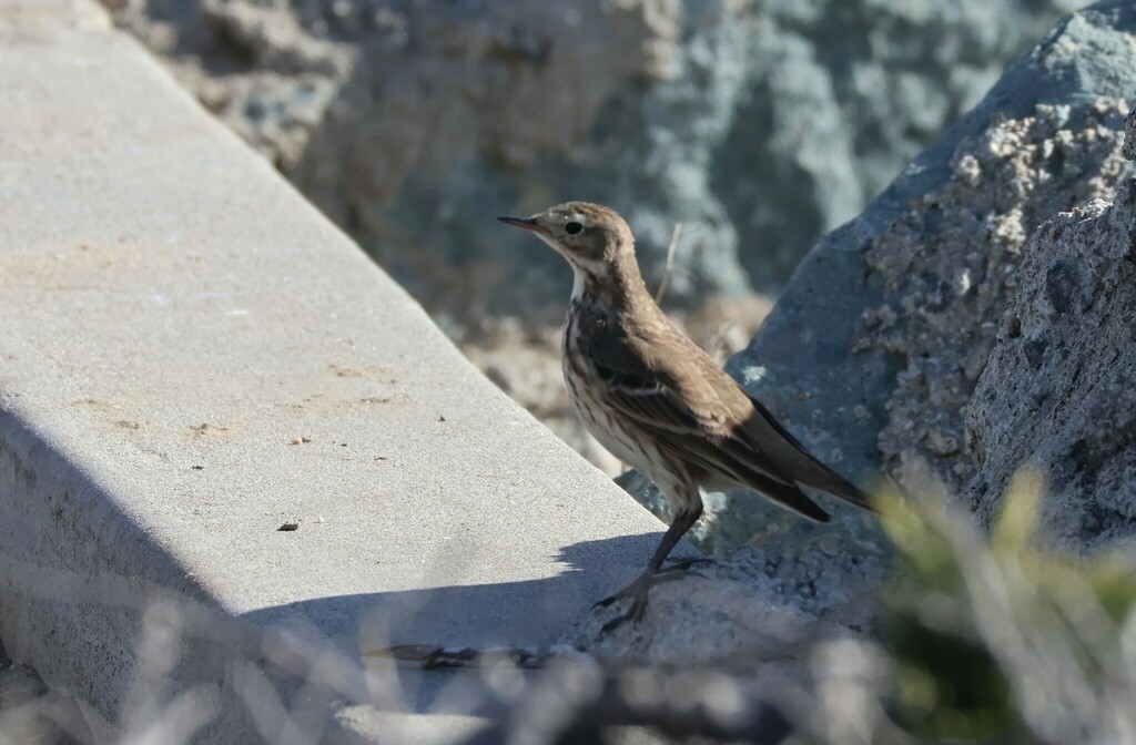 American Pipit from Chula Vista, CA, USA on January 8, 2025 at 10:10 AM ...