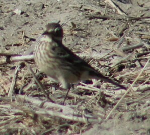 American Pipit from Mission Bay, San Diego, CA, USA on January 7, 2025 ...